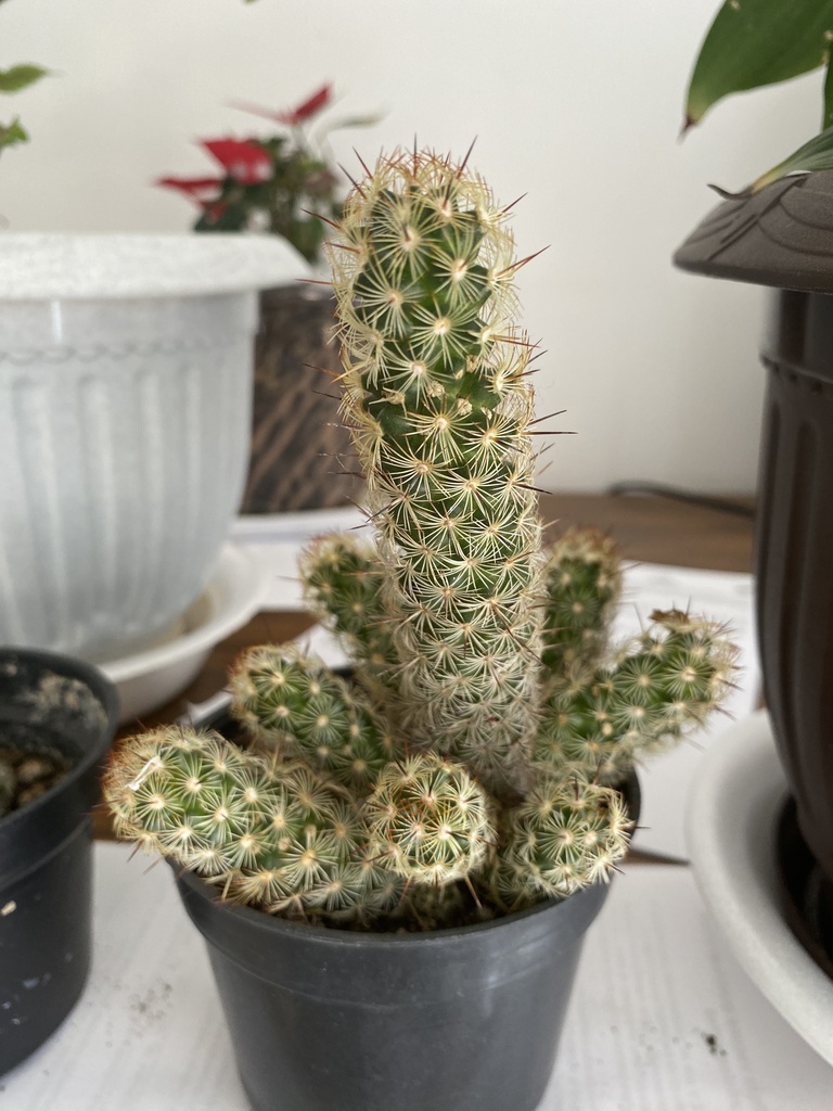 Gold Lace Cactus from Calle Felipe Ángeles, Pachuca de Soto, Hidalgo ...