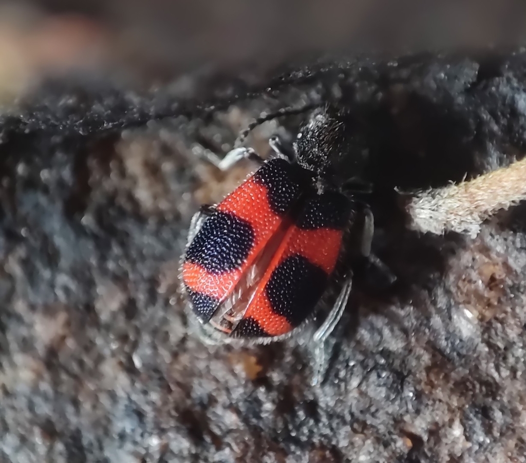 Intybia from Nachivayal Forest Station on December 22, 2022 at 09:58 AM ...