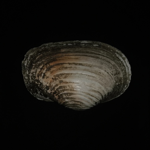 Japanese Geoduck (Panopea japonica) · iNaturalist United Kingdom