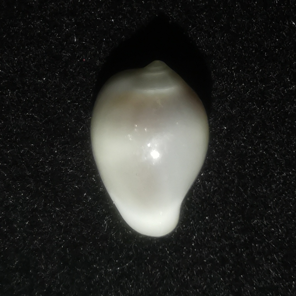 Proterato callosa from 中国山东省青岛市 on October 23, 2021 at 10:33 PM by ...