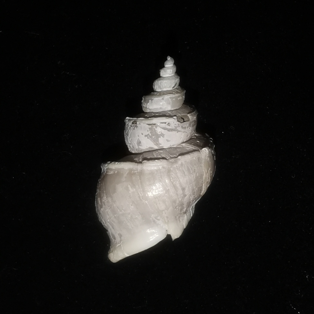 Neoiphinoe unicarinata from 中国山东省青岛市崂山区沙子口 邮政编码: 266102 on November 13, 2021 at 10:53 PM by ...