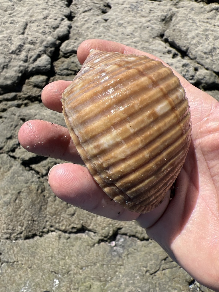 Grinning Tun Snail from Santa Cruz, CR-GU, CR on December 26, 2022 at ...