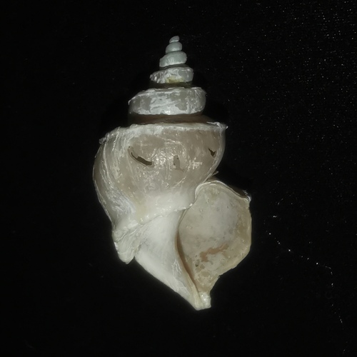 Cap Snails (Capuloidea)