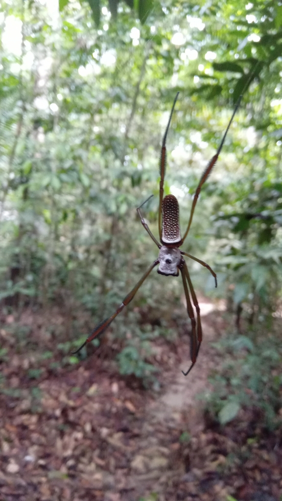 Golden Silk Spider from Museu da Amazônia - MUSA on December 27, 2022 ...