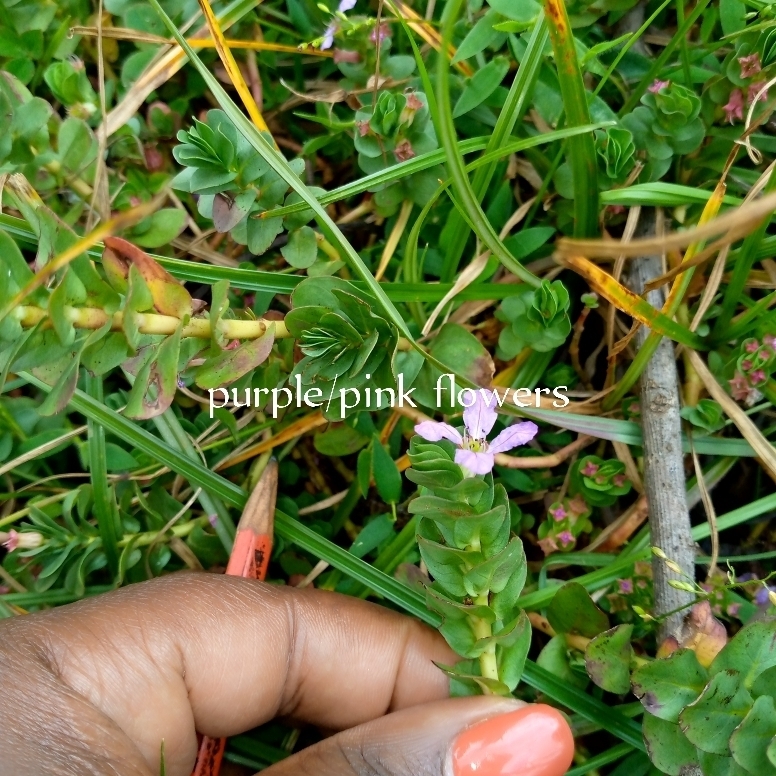 Lythrum rotundifolium from Matura, Kenya on July 29, 2022 by ...