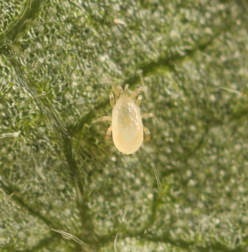 género Neoseiulus · iNaturalist Ecuador