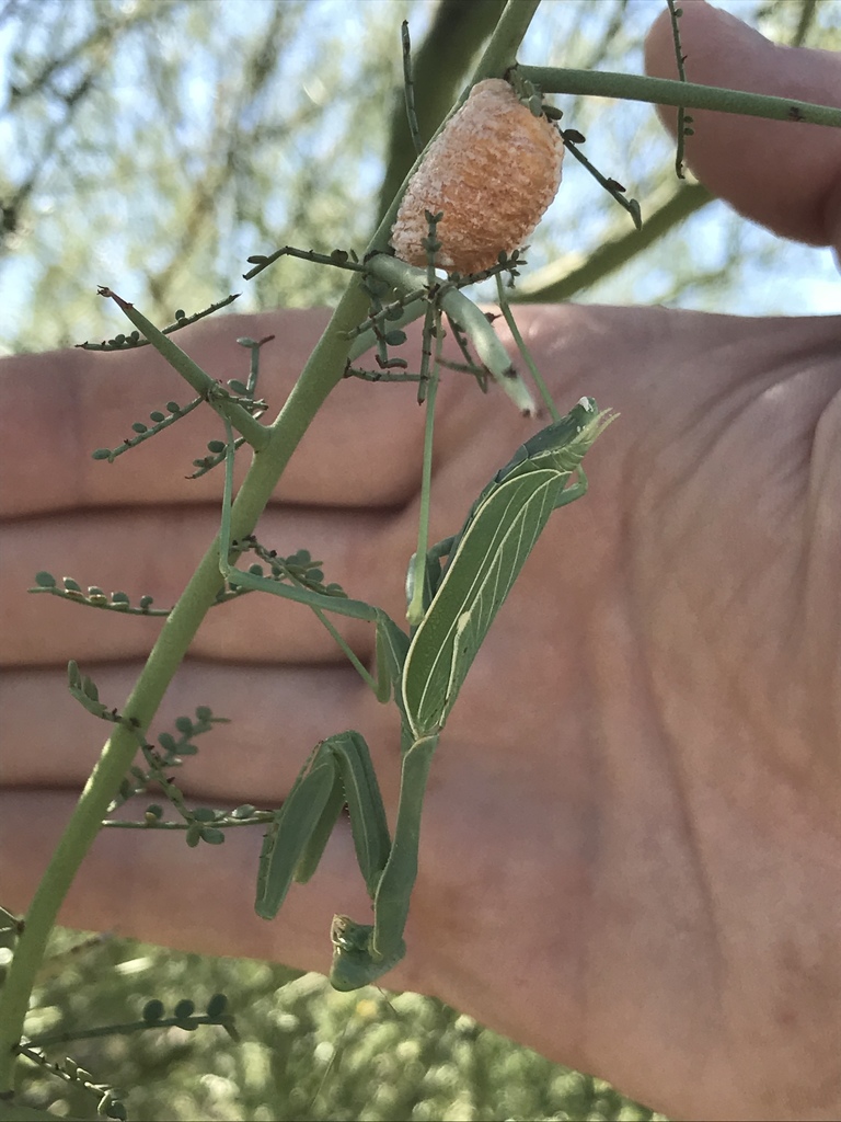 Arizona Mantis from Tucson Mountain County Park, Tucson, AZ, US on ...