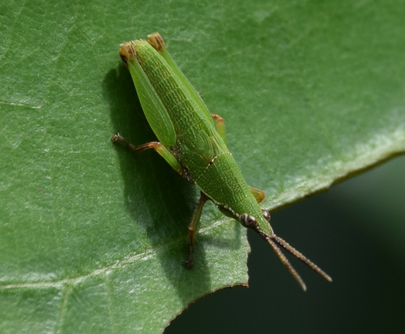 Tagasta marginella (Thunberg, 1815)