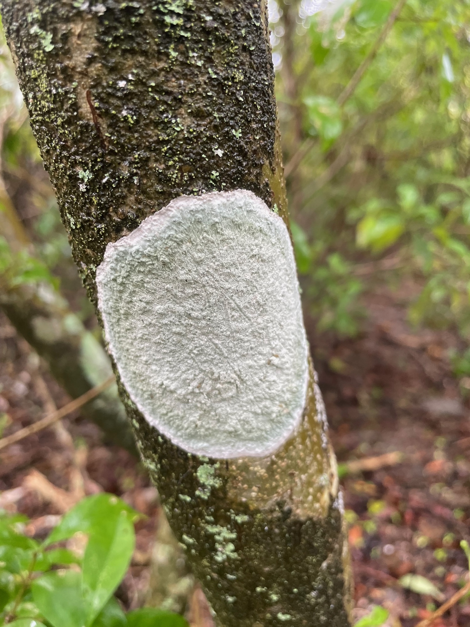 Cryptothecia striata G.Thor