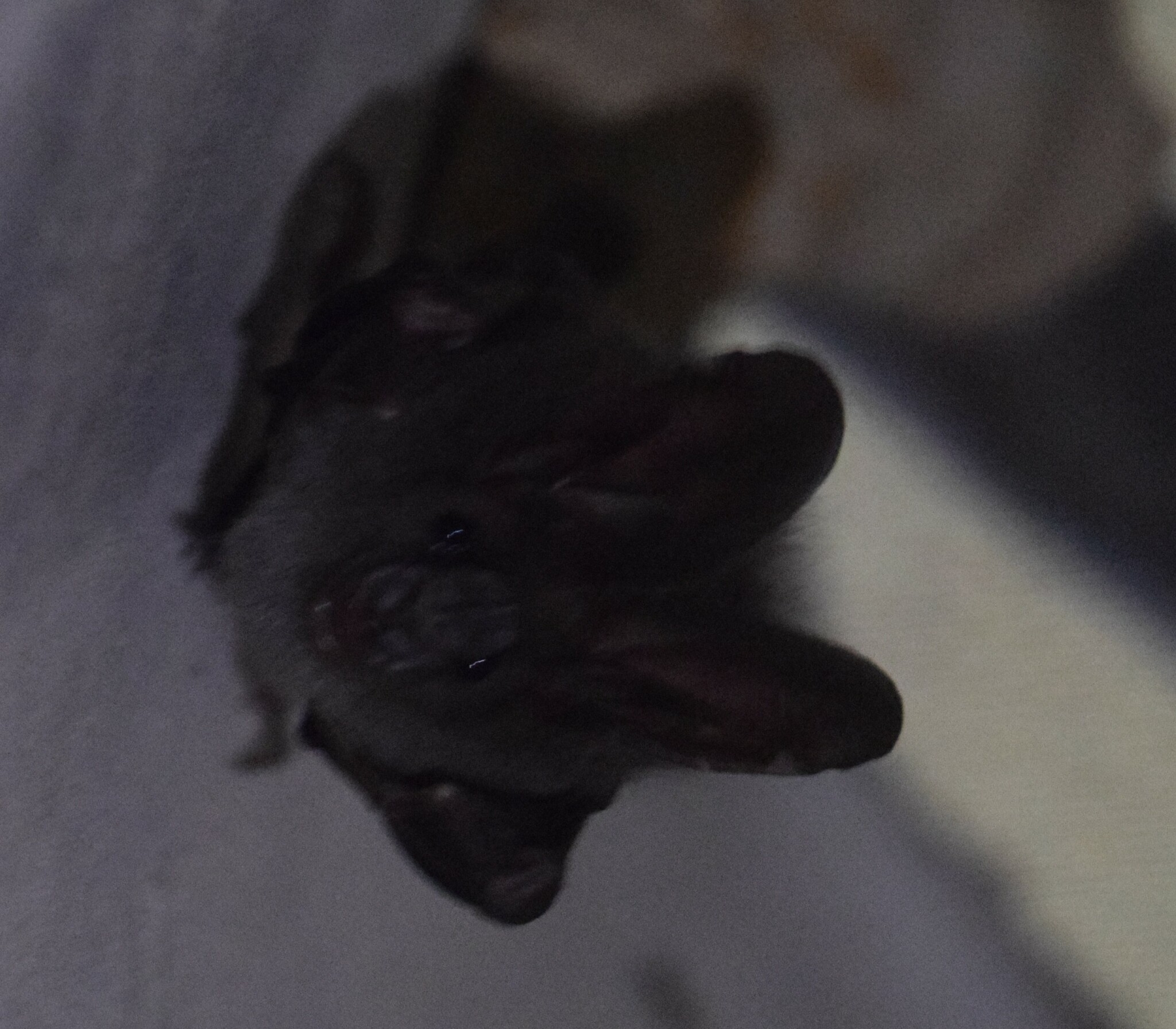 Megaderma spasma (Linnaeus, 1758)