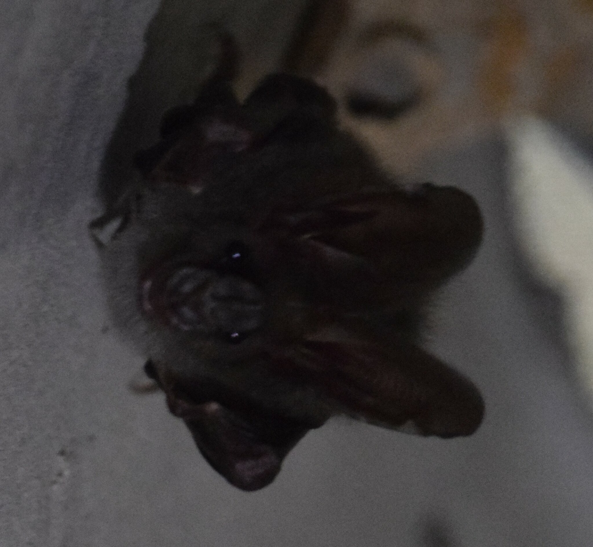 Megaderma spasma (Linnaeus, 1758)