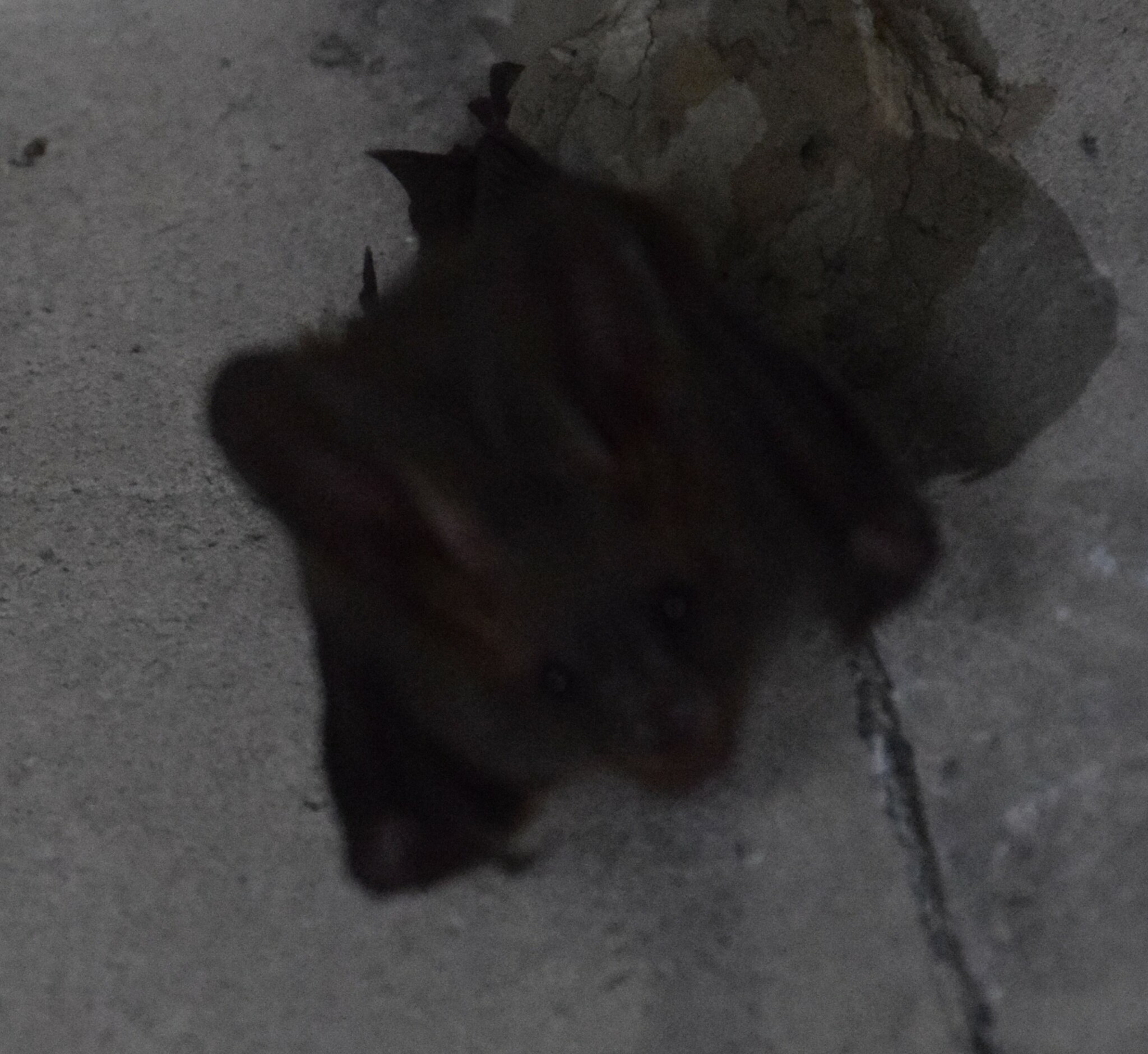 Megaderma spasma (Linnaeus, 1758)