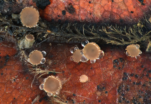 Photo 249375258, (c) Filip Fuljer, some rights reserved (CC BY-NC ...