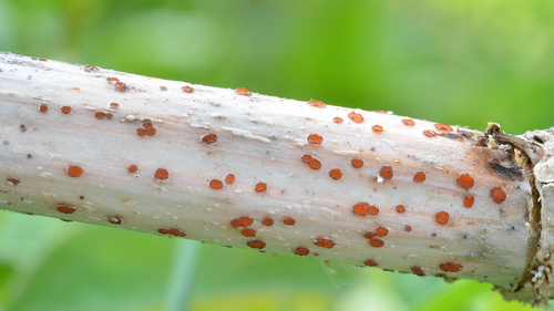 nettle pox (Calloria urticae) · iNaturalist