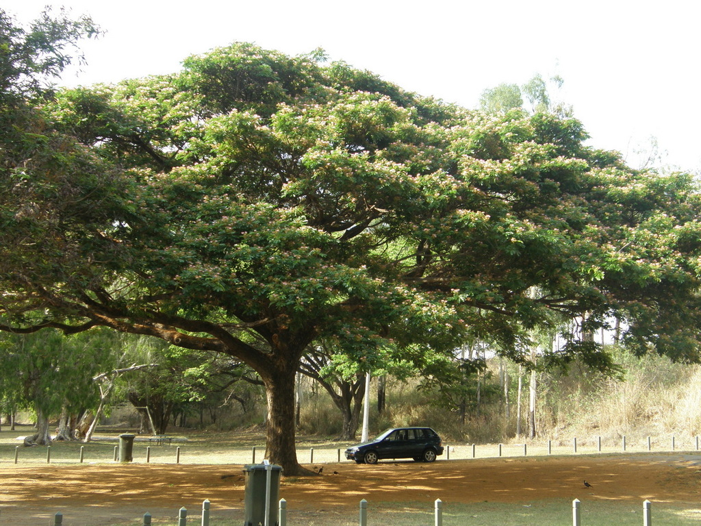 Monkey pod tree from Townsville QLD, Australia on November 11, 2007 at ...