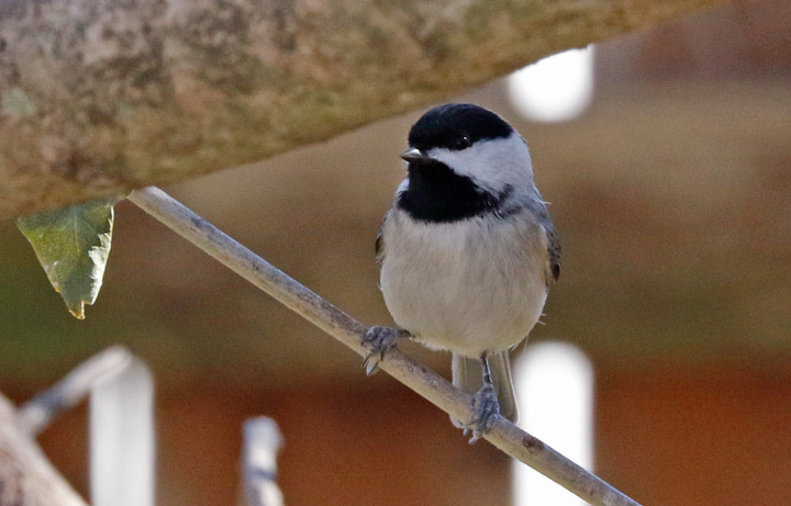 Carolina Chickadee from Hills of Hays, San Marcos, TX 78666, USA on ...