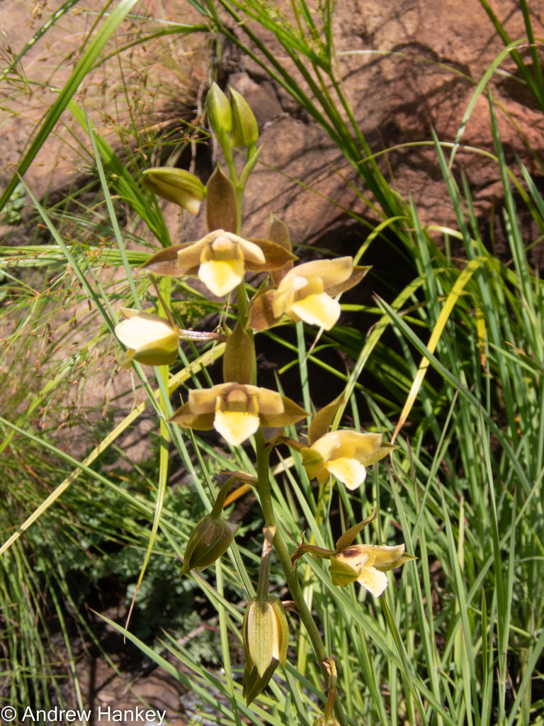 Sourveld Harlequin in December 2022 by Andrew Hankey · iNaturalist