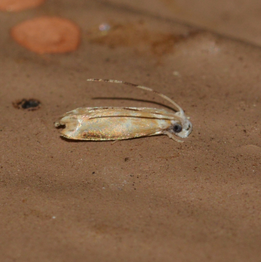 Hawaiian Dancing Moth (Occidental College BioBlitz: Butterflies + Moths ...