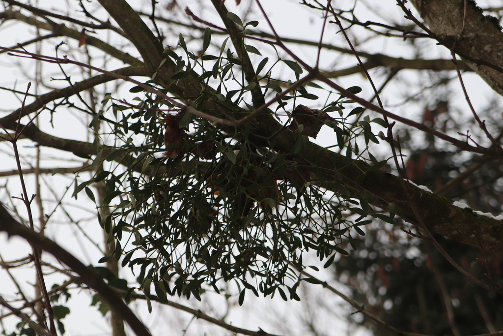 European Mistletoe from 3361 Aschbach-Markt, Austria on December 20 ...