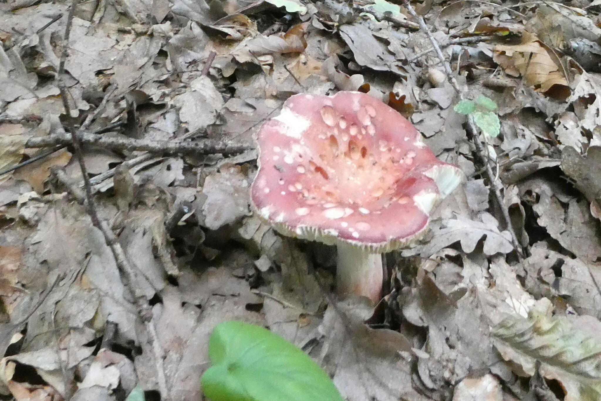 Russula rosea Pers.