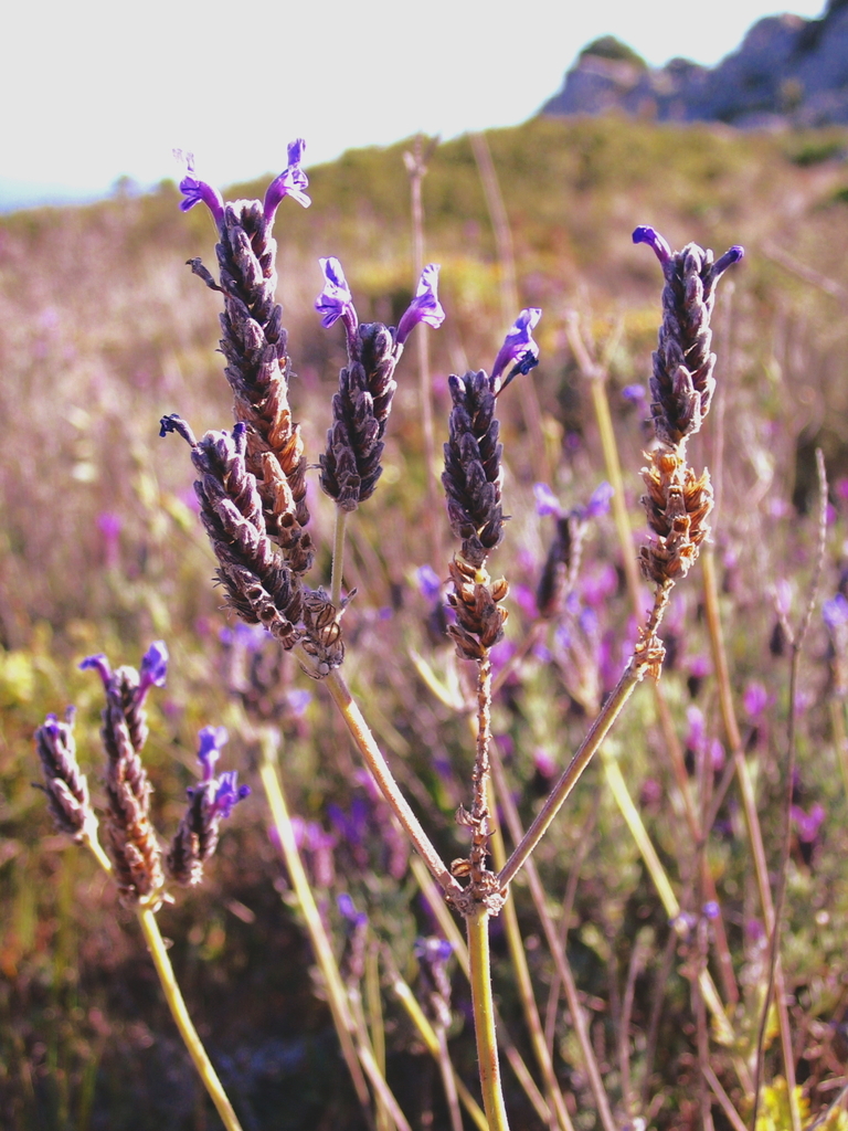 Cut-leaved lavender from Sesimbra, Portugal on April 28, 2005 at 05:12 ...