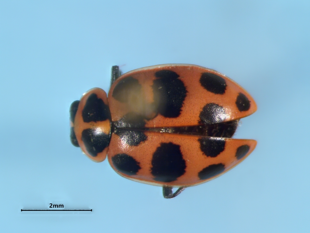 Spotted Pink Lady Beetle from Le Granit, QC, Canada on August 21, 1991 ...