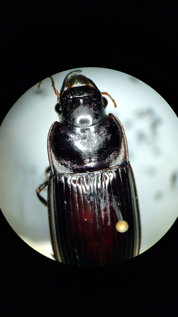 Harpalus katiae from Bosque County on September 8, 2022 by Connor E. J ...