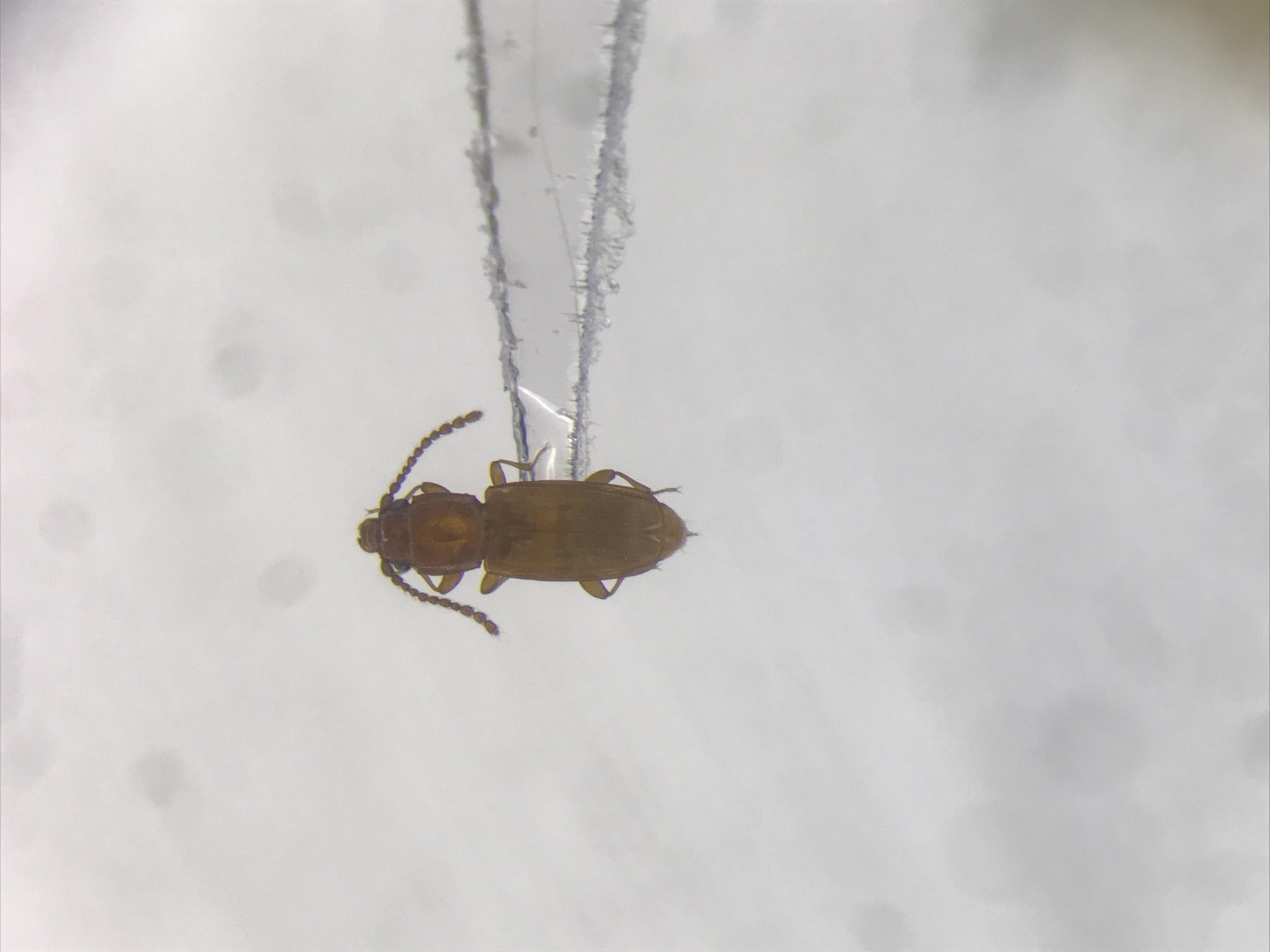 Placonotus MacLeay, 1871