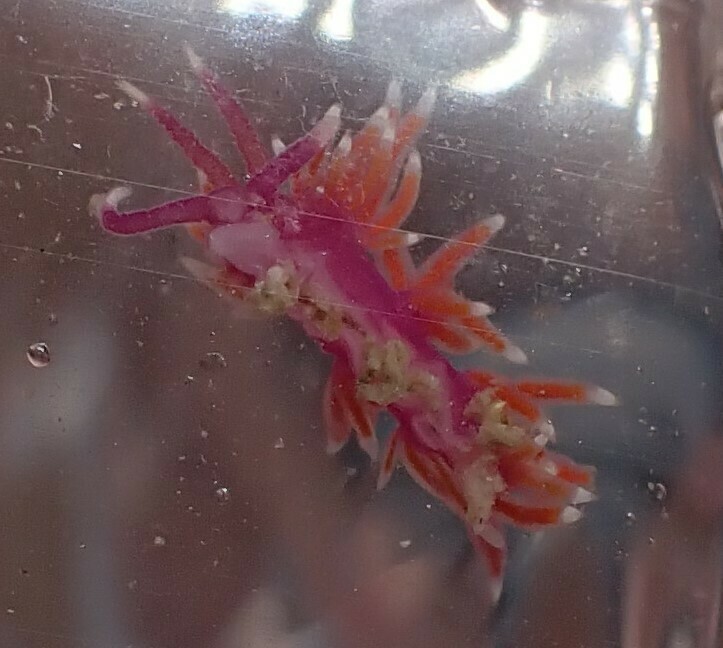 Pink Coryphella from Le Bourg, St Clement on December 27, 2022 at 03:38 ...