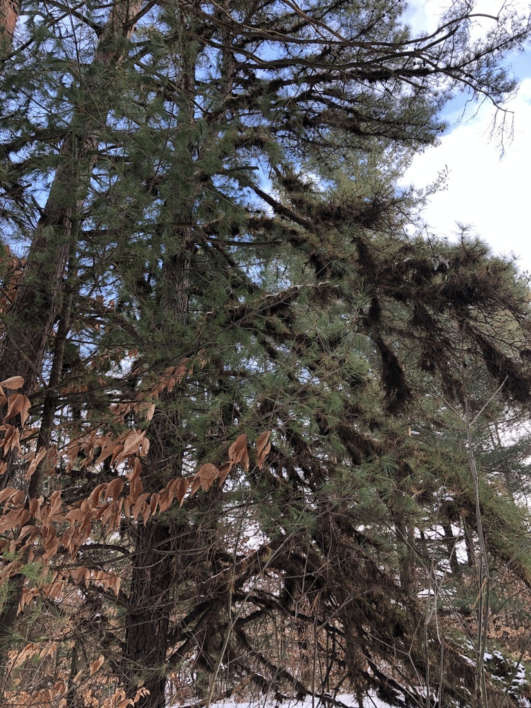 pine tortoise scale from Seneca River, Phoenix, NY, US on December 27 ...