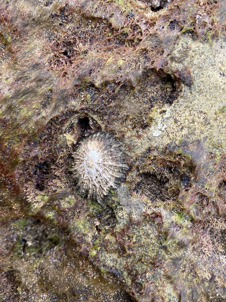 Patella aspera (Intertidal species of NE Atlantic) · iNaturalist