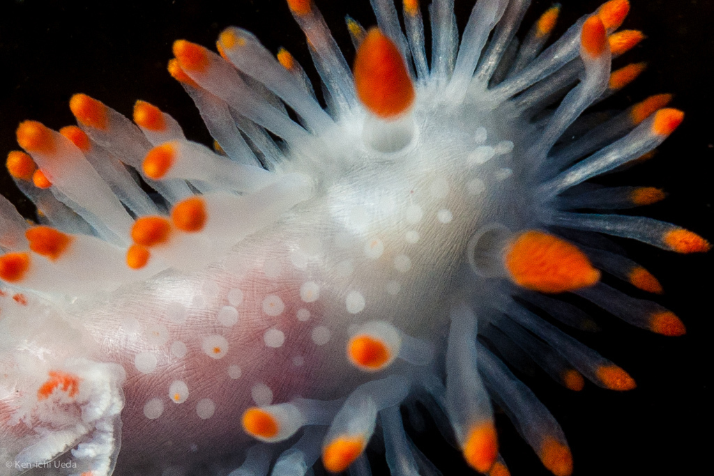 Cockerell's Dorid (Nudibranchs and other sea slugs of California ...