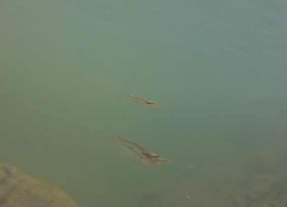 Yellow Nose Shrimp from San Sebastián, 00685, Puerto Rico on March 13 ...