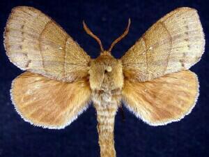 Genus Quadrina · iNaturalist