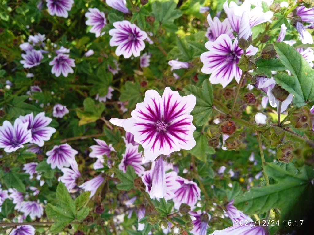 Common Mallow from Middleton, Christchurch, New Zealand on December 24 ...