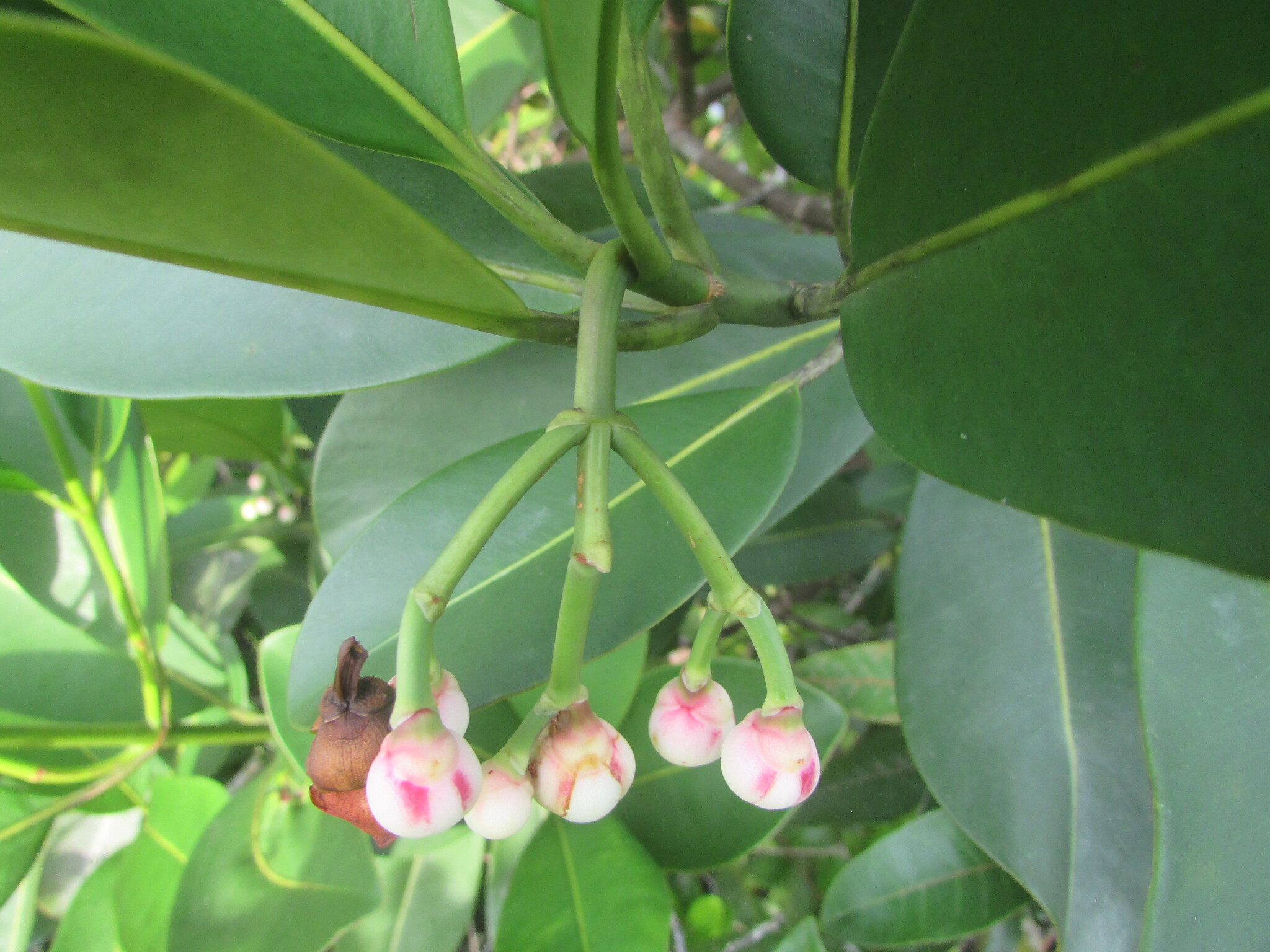 Clusia nemorosa G.Mey.