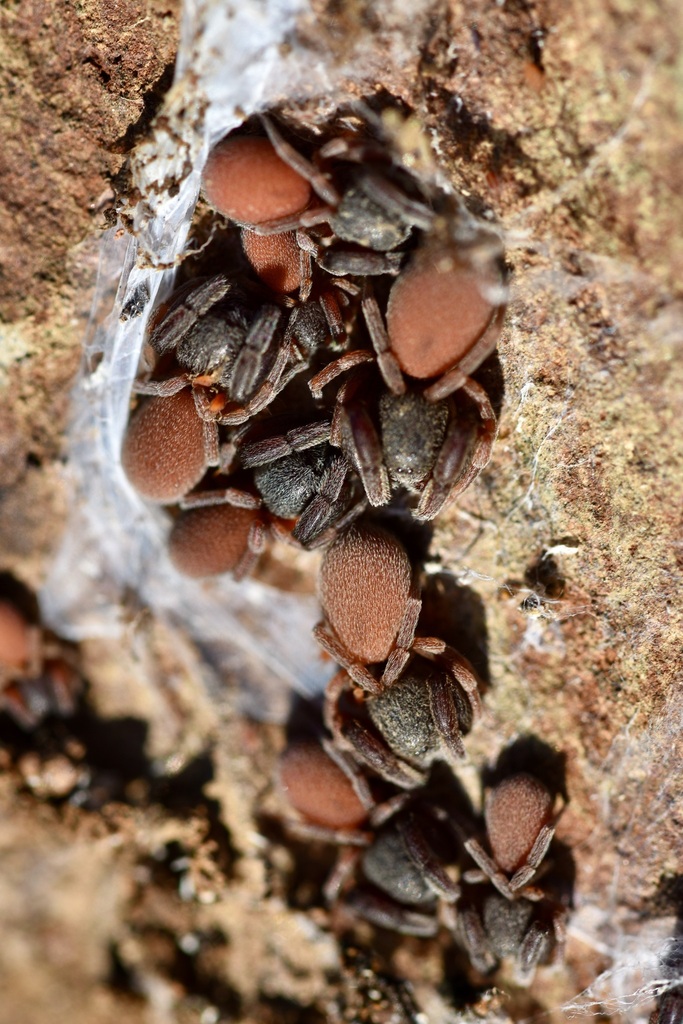 Common Palp-footed Spider from 7200 Campinho, Portugal on December 27 ...