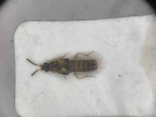 Gyrophaena insolens · iNaturalist