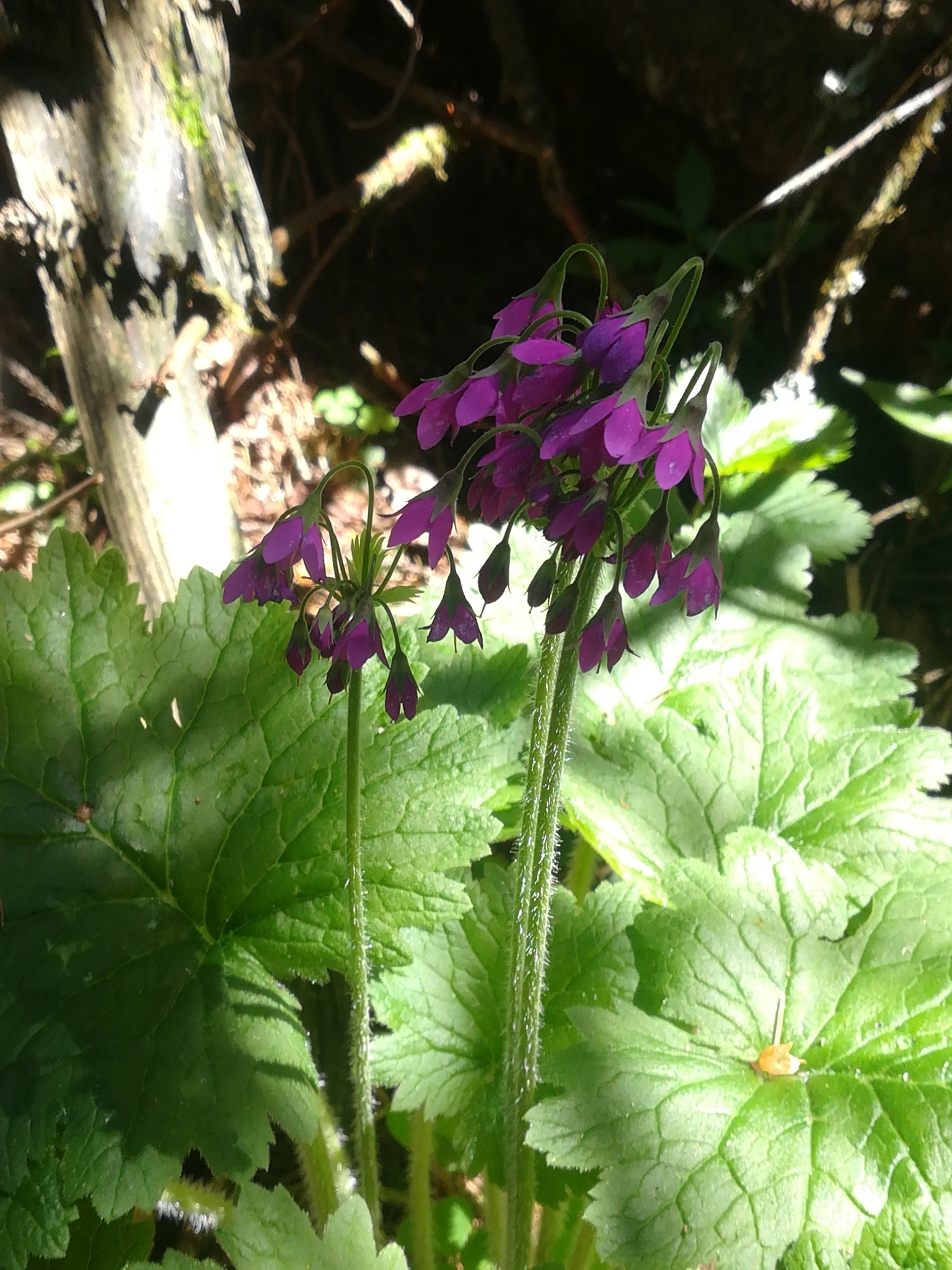 Primula matthioli K.Richt.