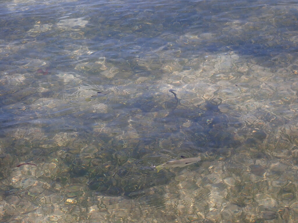 Squaretail Mullet from Menjangan Island, Sumber Klampok, Gerokgak ...