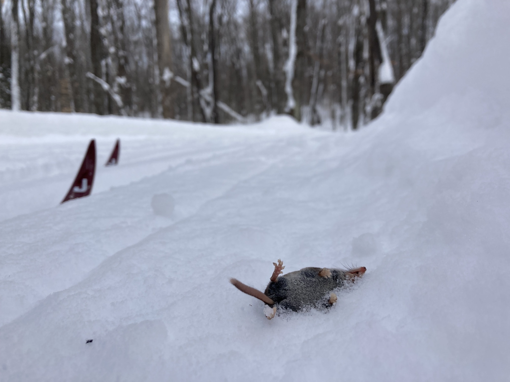 Sorex hoyi Baird, 1857