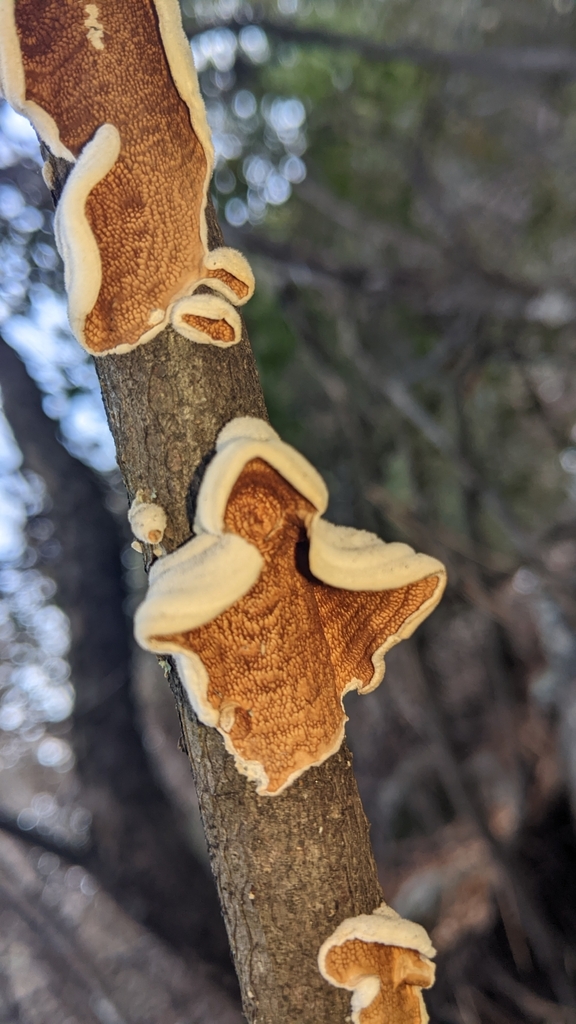 Milk-white Toothed Polypore from Mt Lemmon, AZ 85619, USA on December ...
