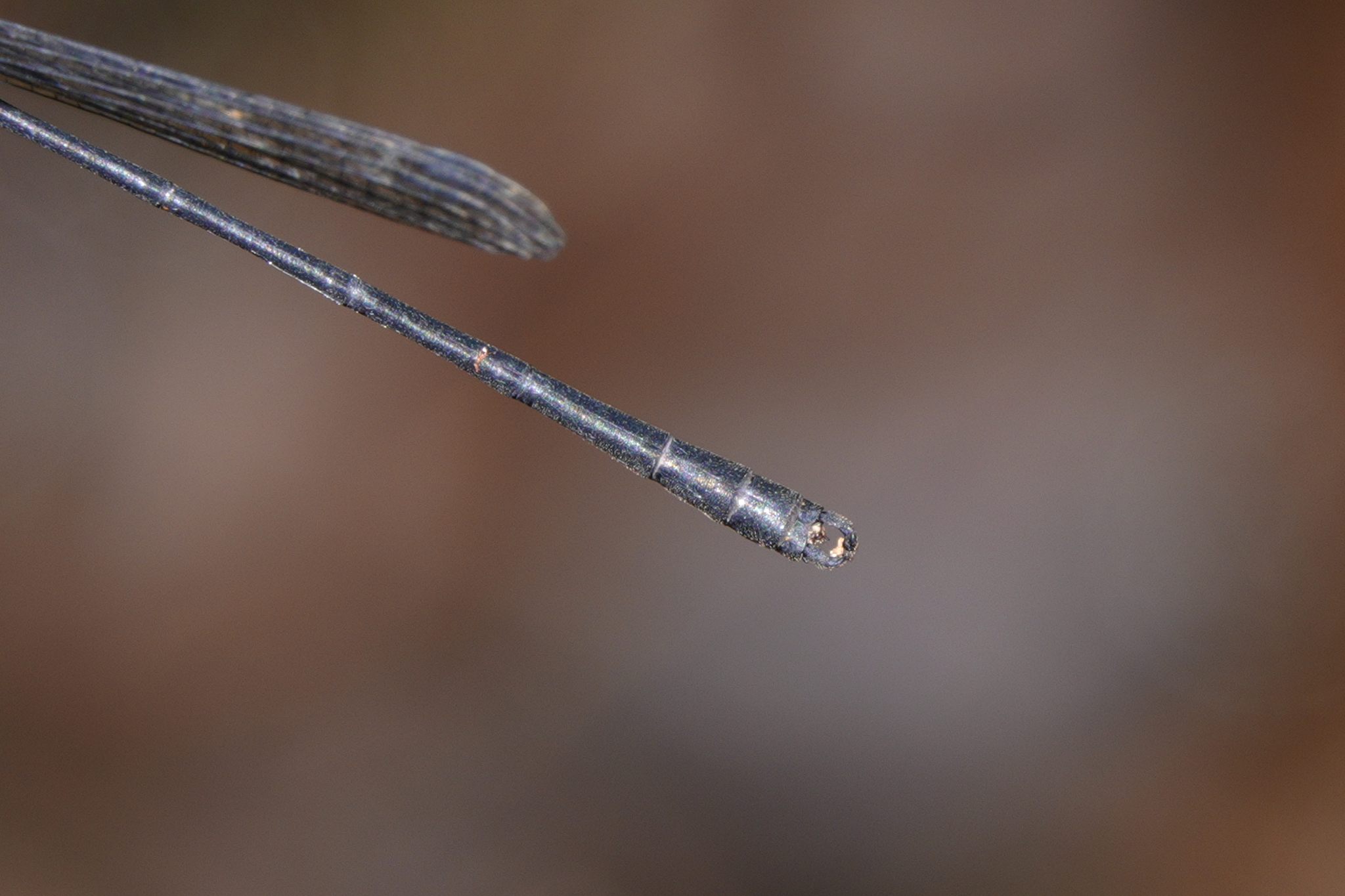 Lestoidea Tillyard, 1913