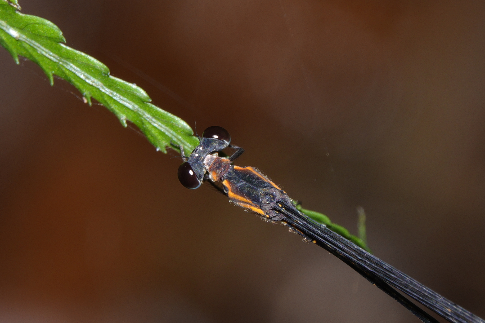 Lestoidea Tillyard, 1913