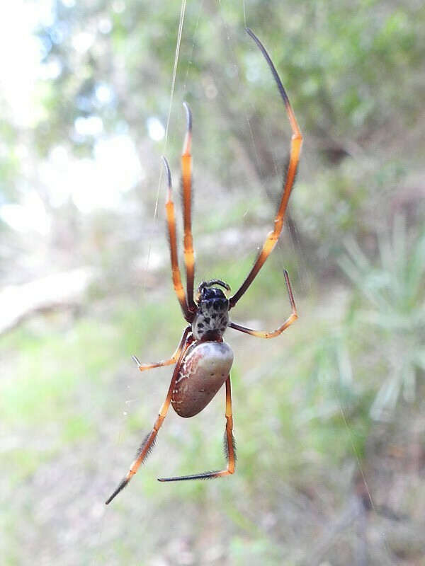 Tiger Spider from Tiaro, AU-QL, AU on December 28, 2022 at 06:14 AM by ...