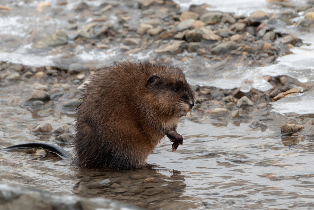 Muskrat from Bayview Village, Toronto, ON, Canada on December 27, 2022 ...
