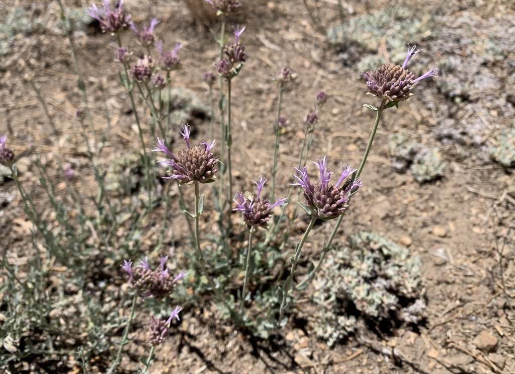 tehachapi monardella in July 2022 by Justin M. Wood · iNaturalist
