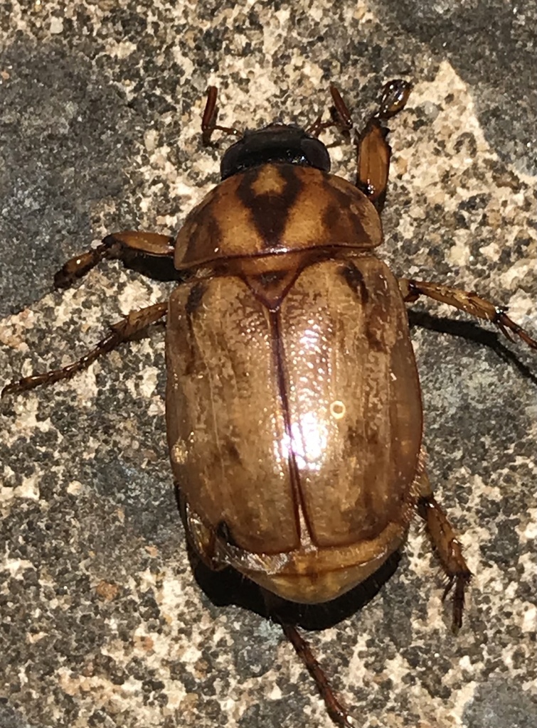Argentinian Scarab from Guise Rd, Bradbury, NSW, AU on December 28 ...