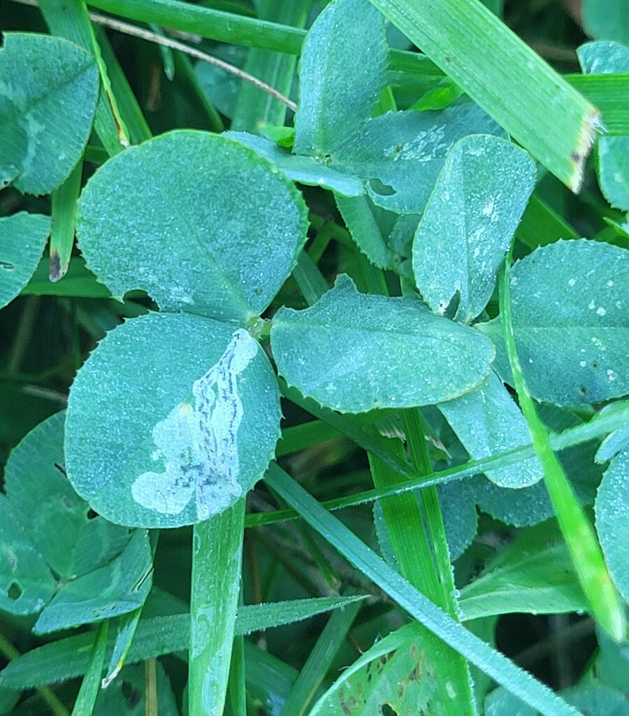 Liriomyza leaf-mining flies from Lisbon, MD 21797, USA on June 28, 2022 ...