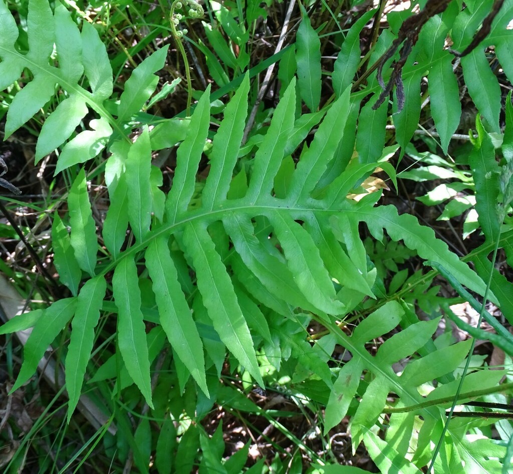 netted chain fern from Manatee, Florida, United States on April 16 ...